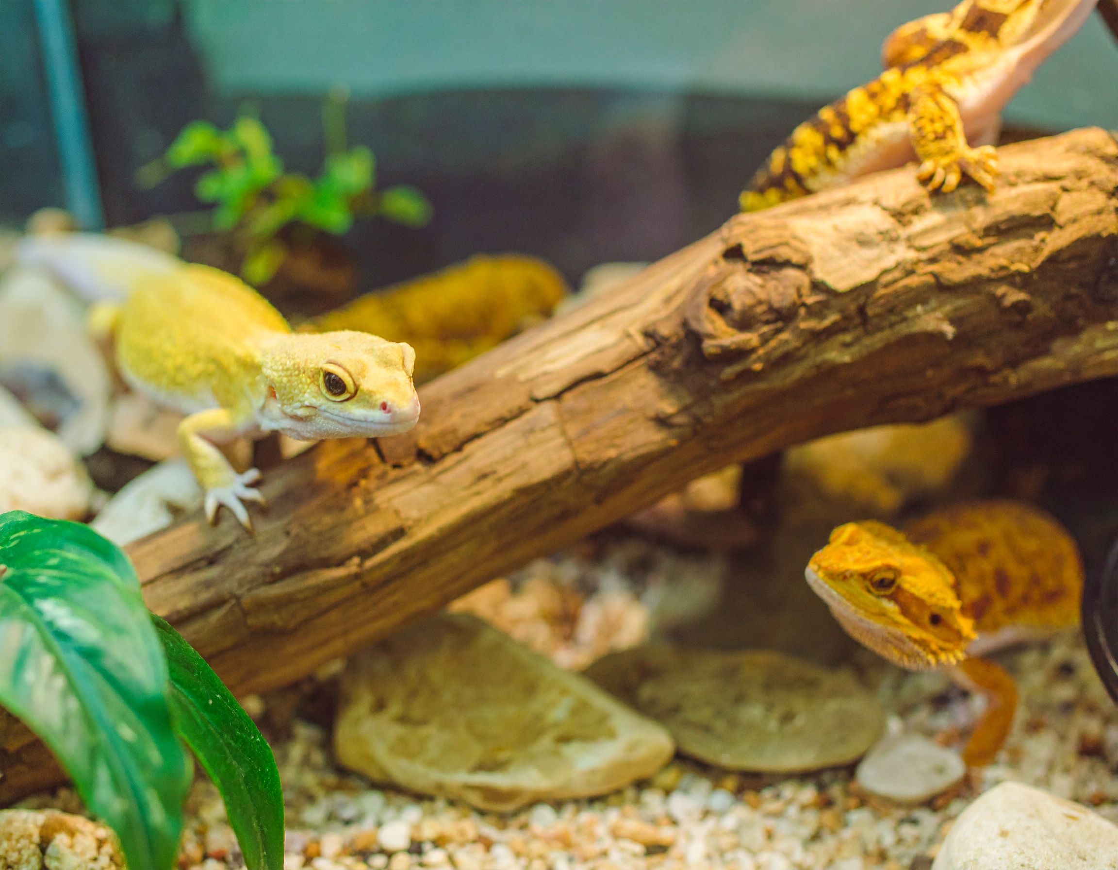 Beginner-Friendly Reptiles: Which Pet is Right for You? - Pet Town