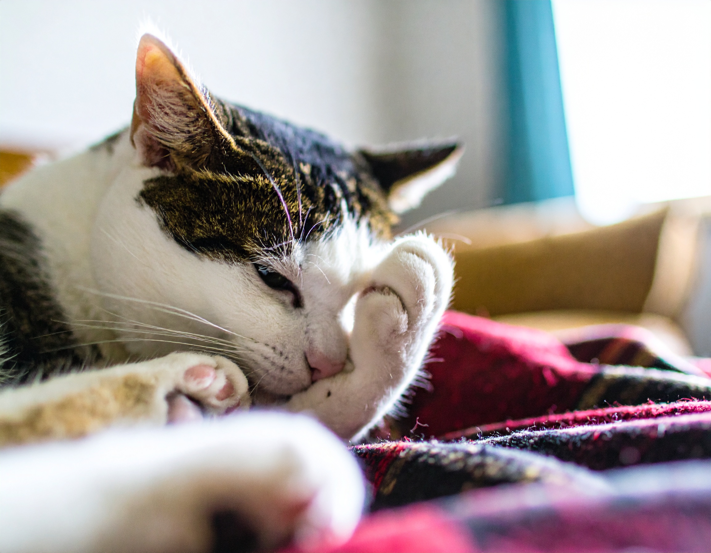 Understanding Cat Behaviour: Why Do Cats Knead, Chirp, and Zoom Around ...
