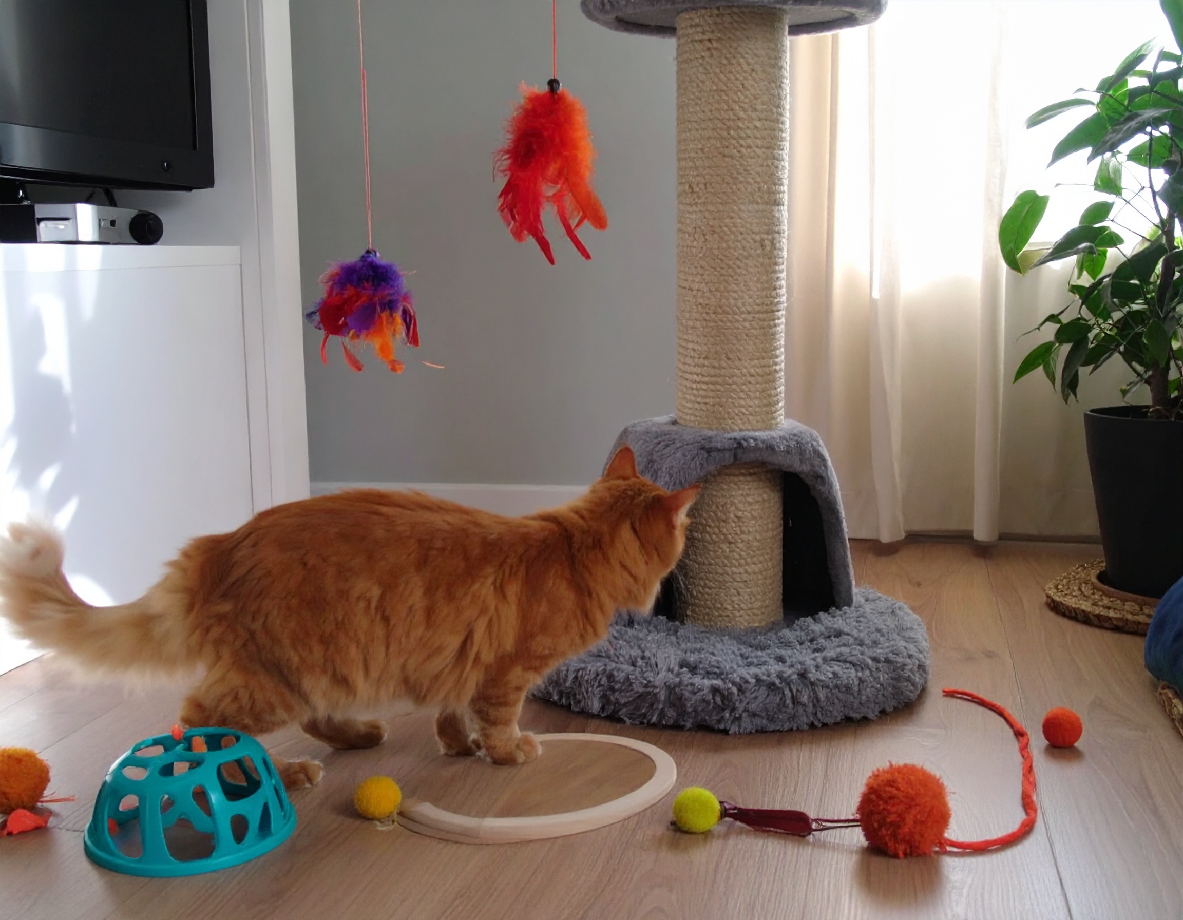 Keeping Your Indoor Cat Happy: 7 Simple Enrichment Ideas - Pet Town